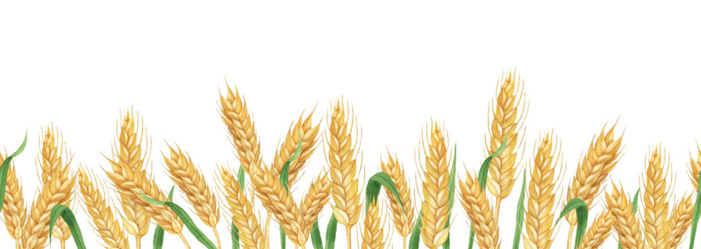 Wheat Border Images – Browse 21,123 Stock Photos, Vectors, and Video ...