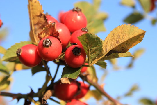 Hiffen Bilder – Durchsuchen 326 Archivfotos, Vektorgrafiken und Videos ...