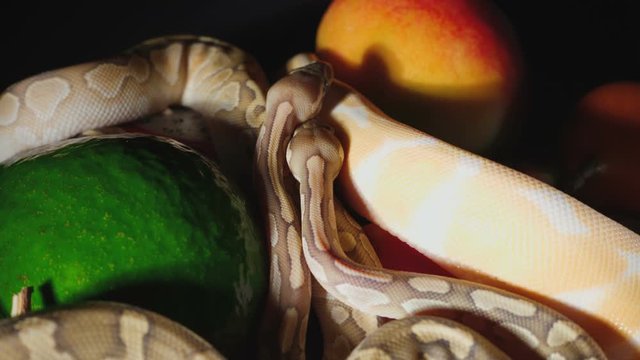 "Royal Pythons" Images – Browse 93 Stock Photos, Vectors, and Video ...