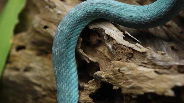 Viper Fang Images – Browse 6,765 Stock Photos, Vectors, and Video ...