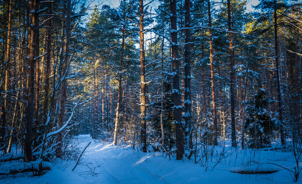 Podmoskovie Images – Browse 45 Stock Photos, Vectors, and Video | Adobe ...