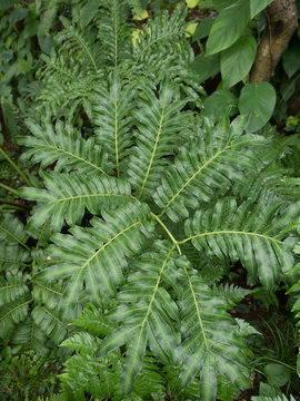 Marattiaceae Images – Browse 70 Stock Photos, Vectors, and Video ...