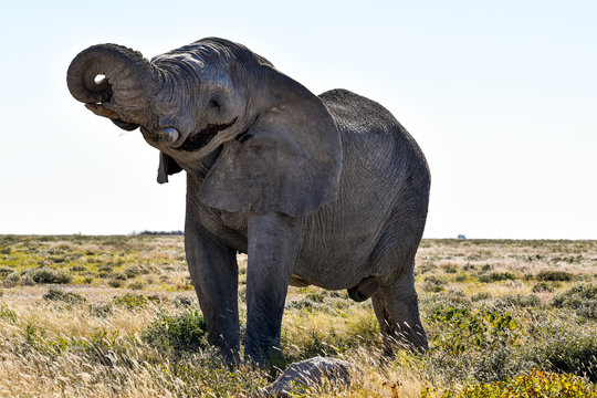 รูปภาพHauer – เลือกดูภาพถ่ายสต็อก เวกเตอร์ และวิดีโอ6,146 | Adobe Stock