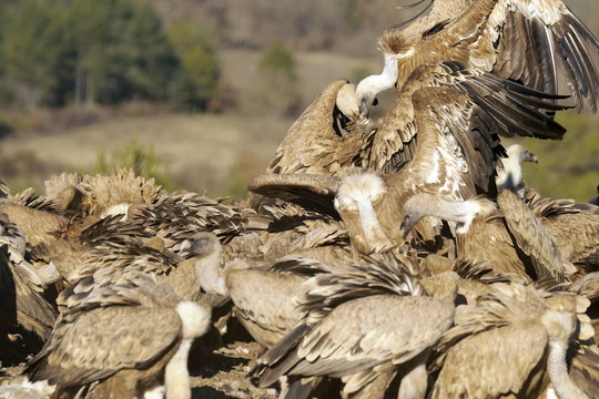 Necrophilia Images – Browse 352 Stock Photos, Vectors, and Video ...