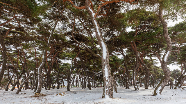 รูปภาพChungcheongbuk-Do – เลือกดูภาพถ่ายสต็อก เวกเตอร์ และวิดีโอ407 ...