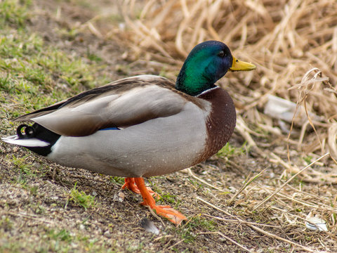 Prodil Images – Browse 8 Stock Photos, Vectors, and Video | Adobe Stock