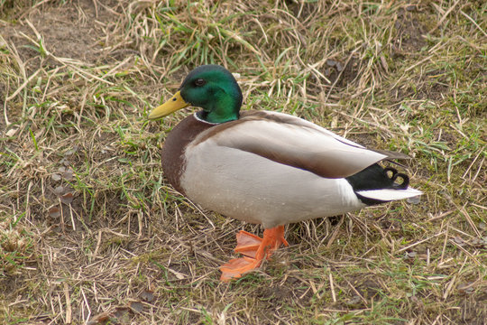 Prodil Images – Browse 8 Stock Photos, Vectors, and Video | Adobe Stock