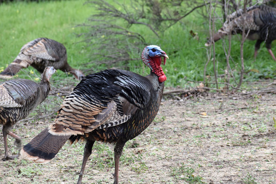 Male And Female Wild Turkey