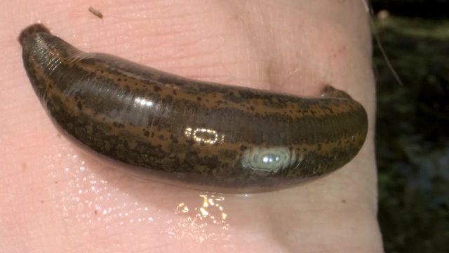 Leecher Bilder – Durchsuchen 5,713 Archivfotos, Vektorgrafiken und ...