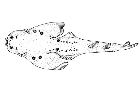 Angel Shark Drawing