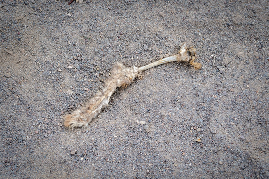 Pittman Images – Browse 9 Stock Photos, Vectors, and Video | Adobe Stock