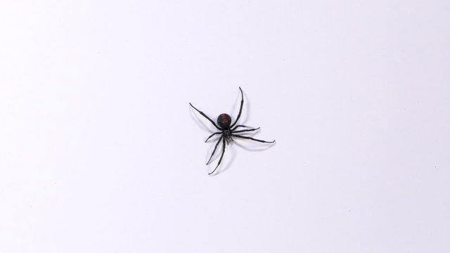 Redback Spider Images – Browse 912 Stock Photos, Vectors, and Video ...