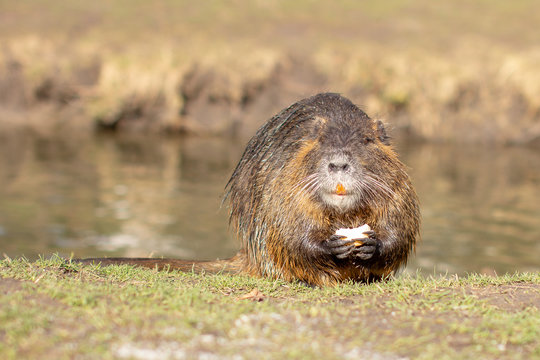 Bever Images – Parcourir 479 le catalogue de photos, vecteurs et vidéos ...