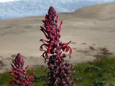 Tupa Images – Browse 56 Stock Photos, Vectors, and Video | Adobe Stock