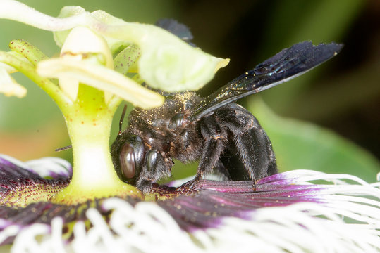 Mamangava Bilder – Durchsuchen 73 Archivfotos, Vektorgrafiken und ...