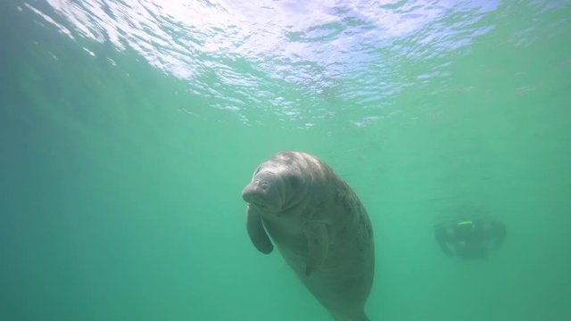 "North American Manatee" Images – Browse 151 Stock Photos, Vectors, and ...