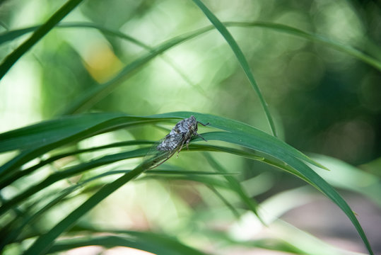 รูปภาพBestiole – เลือกดูภาพถ่ายสต็อก เวกเตอร์ และวิดีโอ493 | Adobe Stock