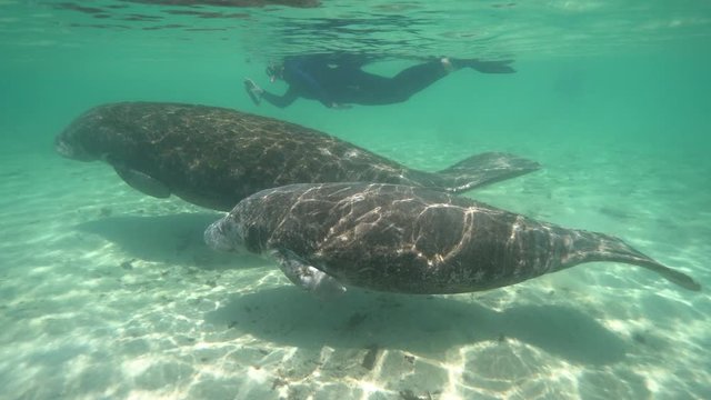 "North American Manatee" Images – Browse 165 Stock Photos, Vectors, and ...