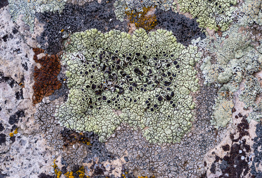 Crustose Lichen Microscope