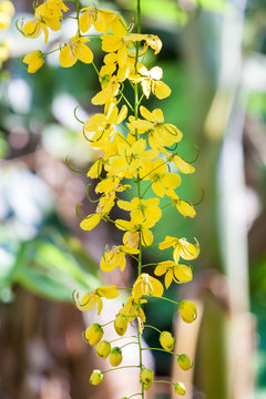 Imágenes de Konnappoo: descubre bancos de fotos, ilustraciones ...