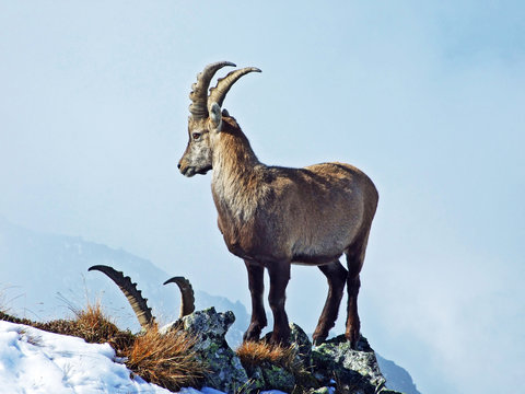 Gamswild Images – Browse 202 Stock Photos, Vectors, and Video | Adobe Stock