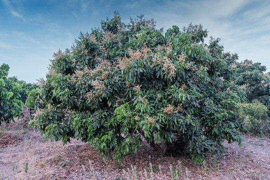 Longan Tree