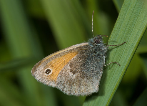 Pamphilus Images – Browse 830 Stock Photos, Vectors, and Video | Adobe ...