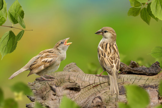 Spatz Images – Parcourir 14,341 le catalogue de photos, vecteurs et ...