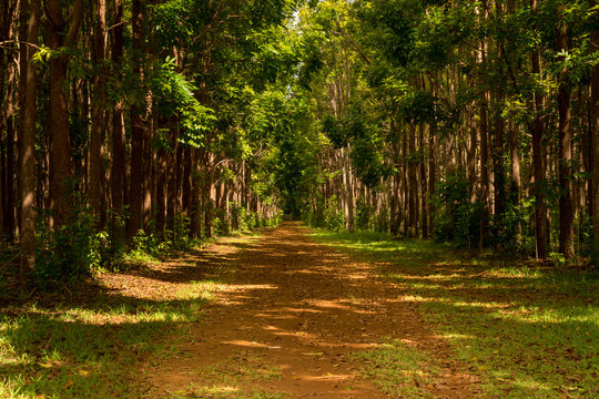 Free Forest Images – Browse 64,412 Free Stock Photos, Vectors, and ...