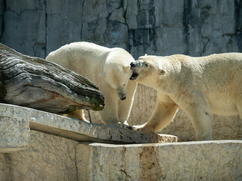 Hypercarnivorous Images – Browse 344 Stock Photos, Vectors, and Video ...