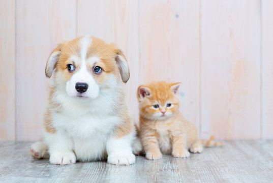 Corgi Scottish Images – Browse 533 Stock Photos, Vectors, and Video ...