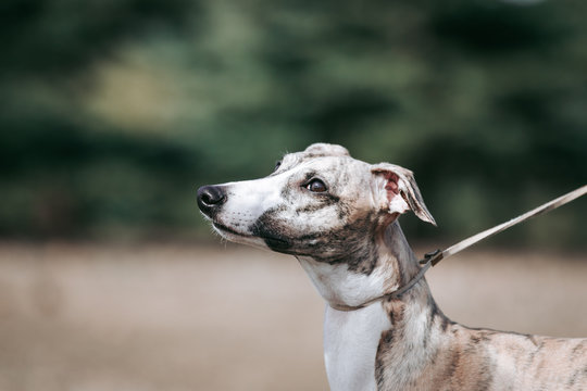 「Vipet」の写真素材 | 37件の無料イラスト画像 | Adobe Stock