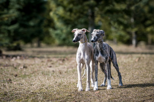 「Vipet」の写真素材 | 37件の無料イラスト画像 | Adobe Stock