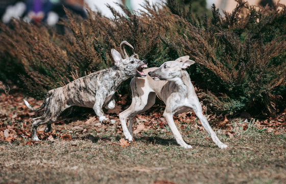 Vipet Images – Browse 36 Stock Photos, Vectors, and Video | Adobe Stock