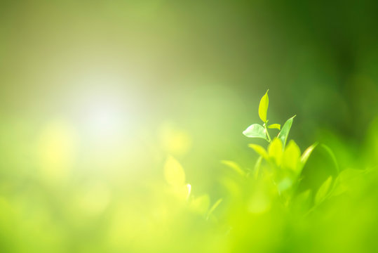Calming Green Background Images – Browse 689,484 Stock Photos, Vectors ...