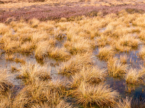 "Marsh Grass" Images – Browse 3,994 Stock Photos, Vectors, and Video ...