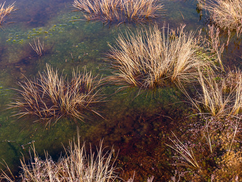 "Marsh Grass" Images – Browse 3,984 Stock Photos, Vectors, and Video ...