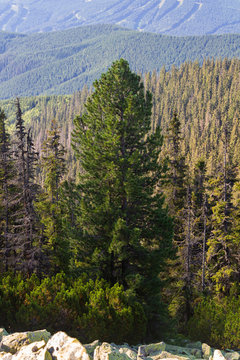 Zirbenbaum Bilder – Durchsuchen 1,459 Archivfotos, Vektorgrafiken und ...