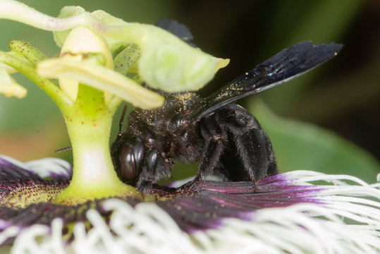 Mamangava Bilder – Durchsuchen 73 Archivfotos, Vektorgrafiken und ...