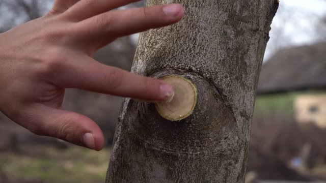 "Young Apple Tree" Images – Browse 76 Stock Photos, Vectors, and Video ...