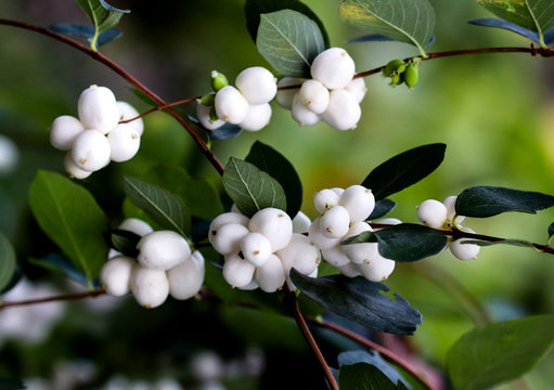 รูปภาพGhostberry – เลือกดูภาพถ่ายสต็อก เวกเตอร์ และวิดีโอ5,073 | Adobe ...