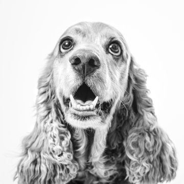 รูปภาพCoquer – เลือกดูภาพถ่ายสต็อก เวกเตอร์ และวิดีโอ11 | Adobe Stock