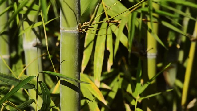 Amboo Images – Browse 76 Stock Photos, Vectors, and Video | Adobe Stock