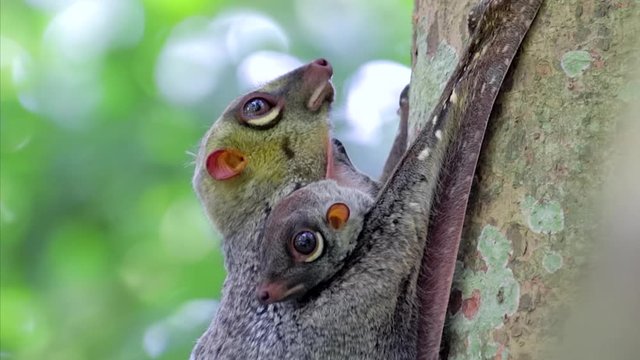 Baby Sunda Colugo