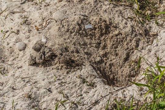 รูปภาพPleocyemata – เลือกดูภาพถ่ายสต็อก เวกเตอร์ และวิดีโอ157 | Adobe Stock