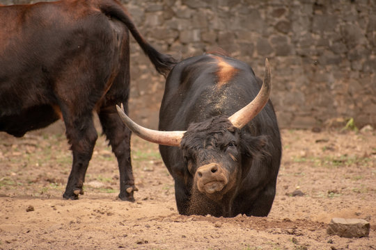 Auerrind Bilder – Durchsuchen 125 Archivfotos, Vektorgrafiken und ...