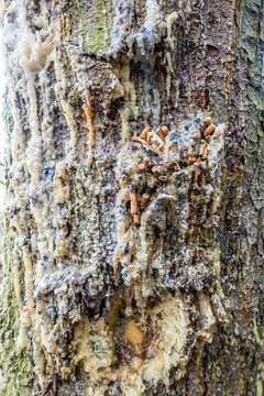 Klebrig bilder – Bläddra bland 2,519 stockfoton, vektorer och videor ...