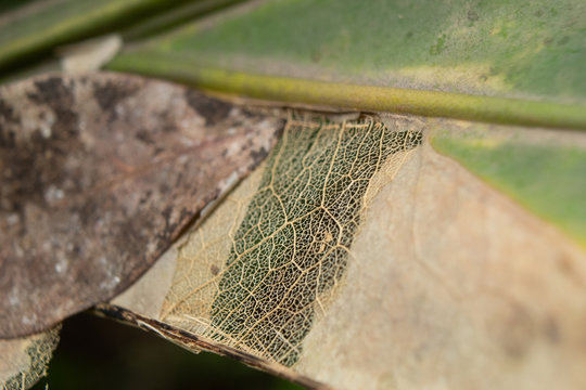 "Perforated Leaf" Images – Browse 135 Stock Photos, Vectors, and Video ...