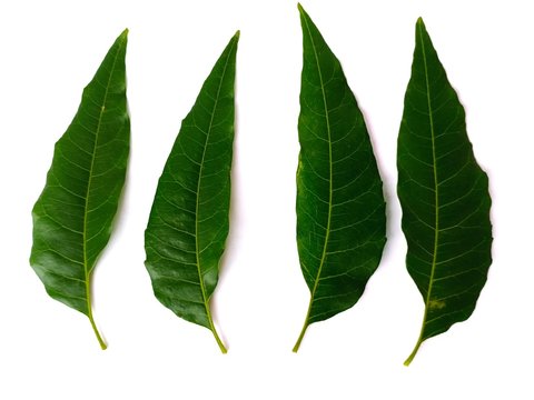 Single Neem Leaf