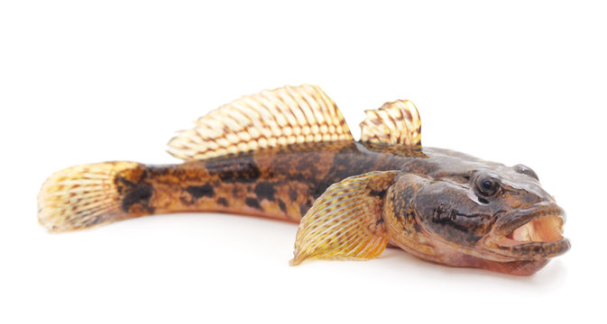 Bullfish Images – Browse 16 Stock Photos, Vectors, and Video | Adobe Stock